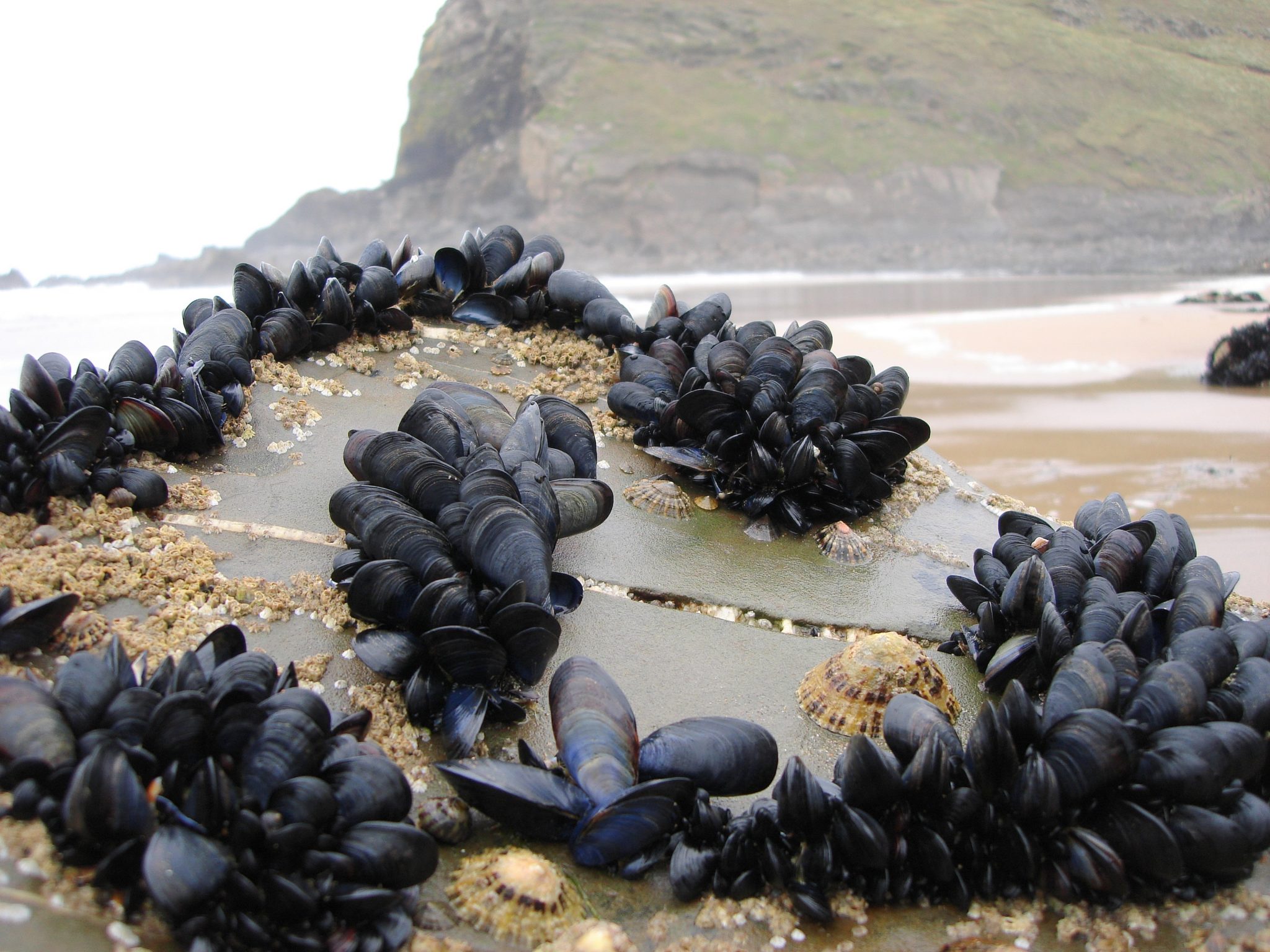 How Mussel-Glue Is Transforming The Field Of Fetal Surgery - Berkshire ...